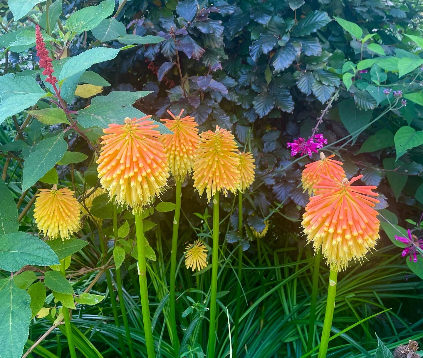 Highfield Farm Garden – Garden open for Charity